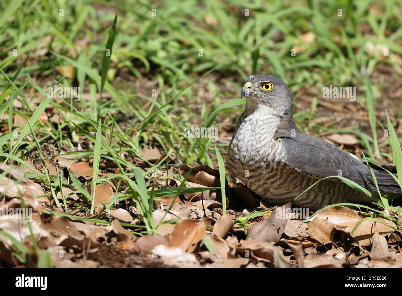 Japanese lesser sparrowhawk (Accipiter gularis) female in Japan Stock ...