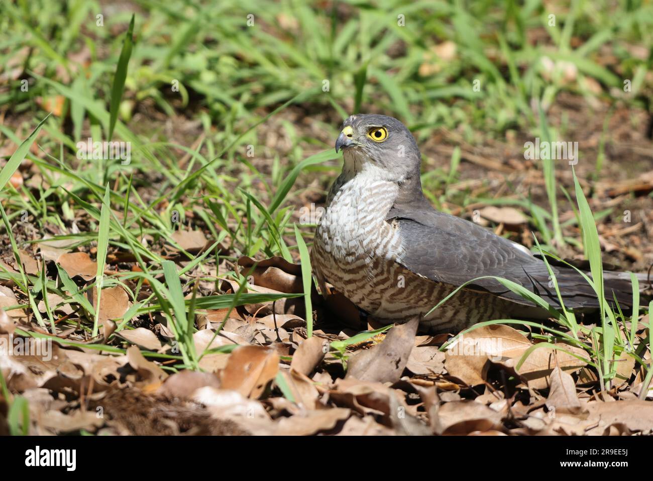 Japanese lesser sparrowhawk (Accipiter gularis) female in Japan Stock ...