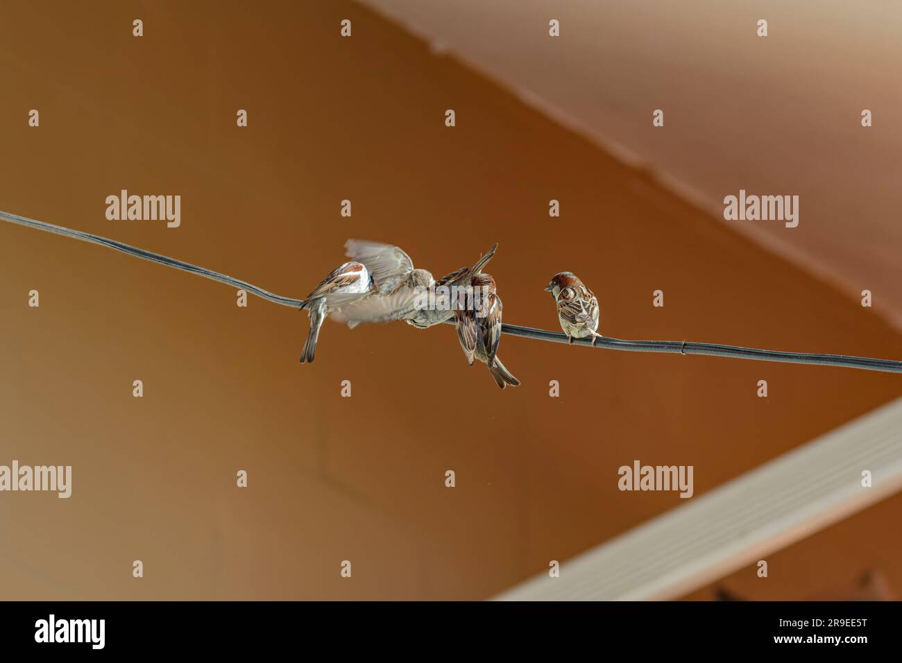 Spring fight hi-res stock photography and images - Alamy