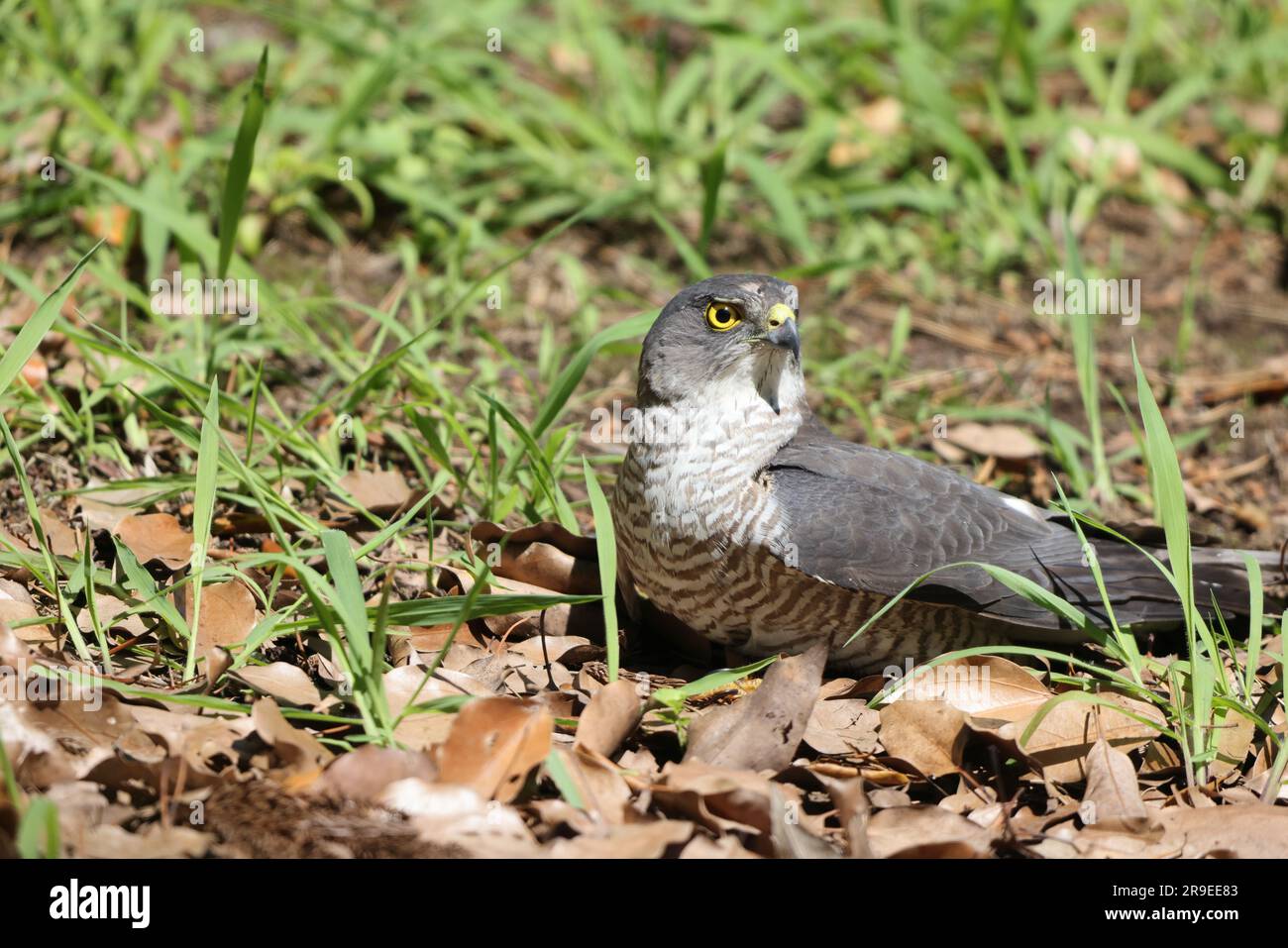 Japanese lesser sparrowhawk (Accipiter gularis) female in Japan Stock ...
