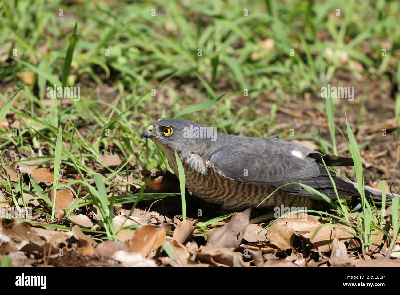 Japanese lesser sparrowhawk (Accipiter gularis) female in Japan Stock ...