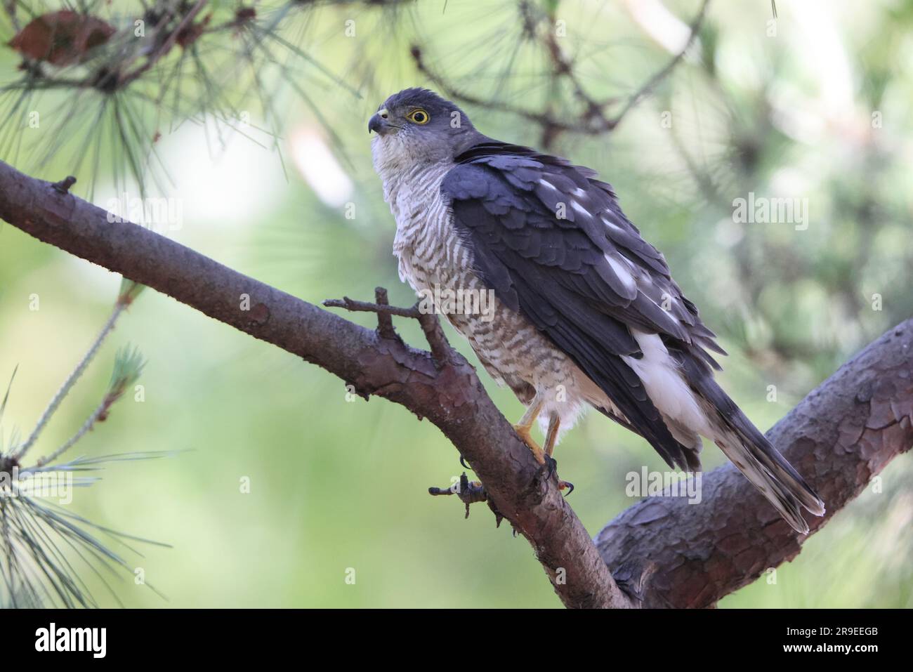Japanese lesser sparrowhawk (Accipiter gularis) female in Japan Stock ...