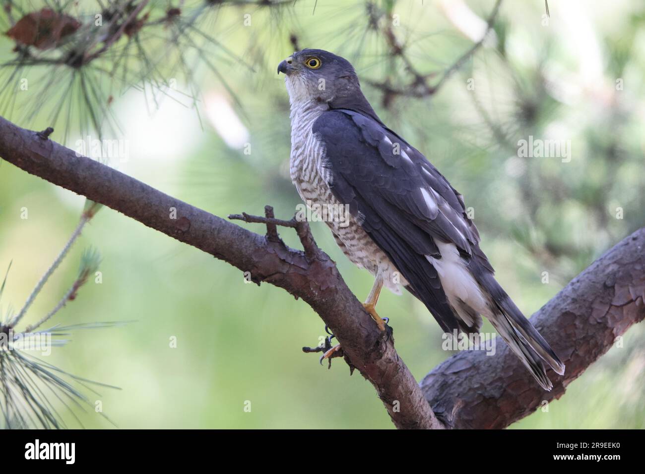 Japanese lesser sparrowhawk (Accipiter gularis) female in Japan Stock ...