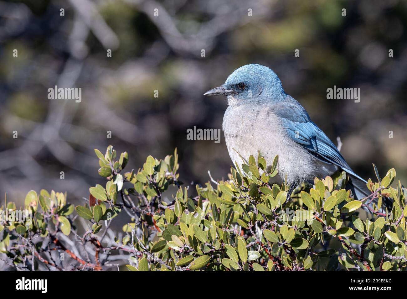 Desert blue jay hi-res stock photography and images - Alamy