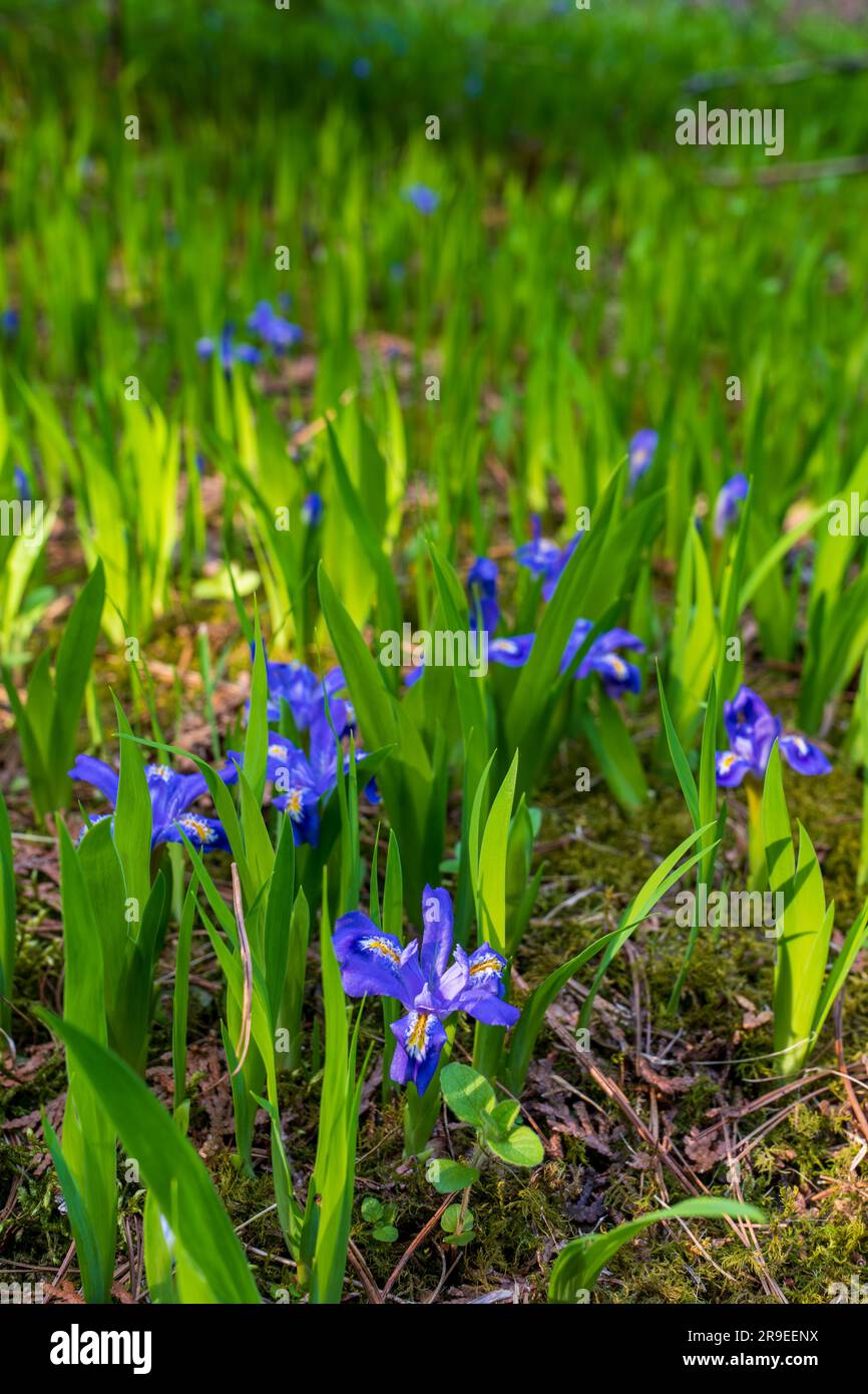 Dwarf Lake iris ( Iris Lacustris) Is a perennial plant native to the ...