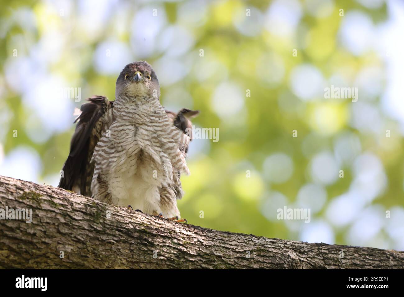 Japanese lesser sparrowhawk (Accipiter gularis) female in Japan Stock ...