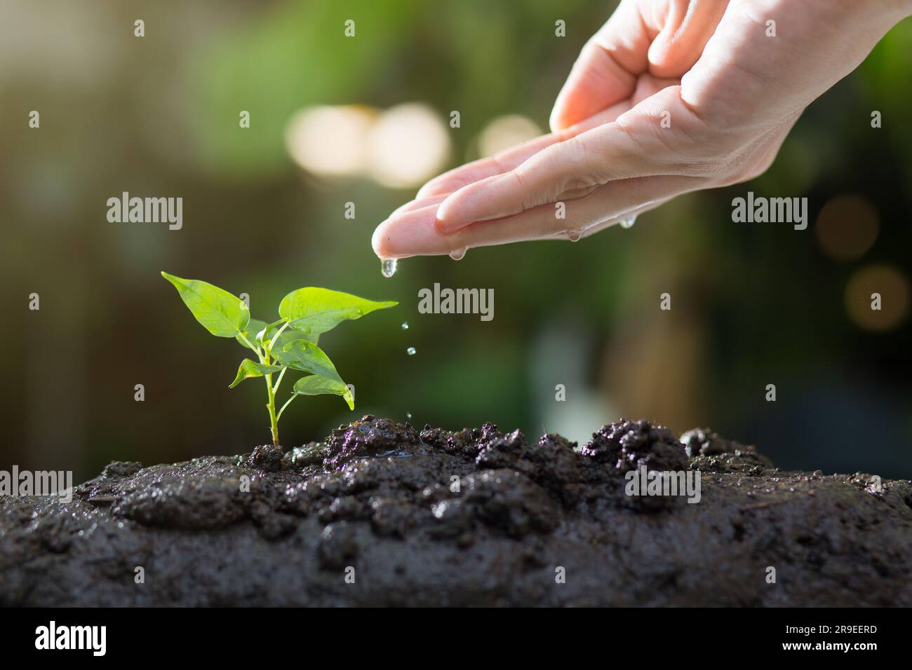Agriculture , Growing plants , Plant seedling , Hand nurturing and ...