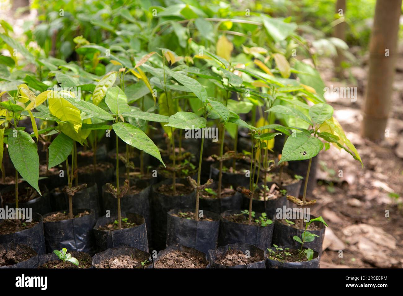 Ayahuasca plants in a region of the Peruvian jungle Stock Photo - Alamy