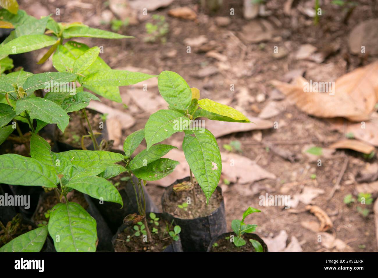 Ayahuasca plants in a region of the Peruvian jungle Stock Photo - Alamy