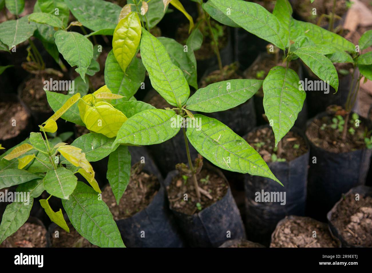 Ayahuasca plants in a region of the Peruvian jungle Stock Photo - Alamy