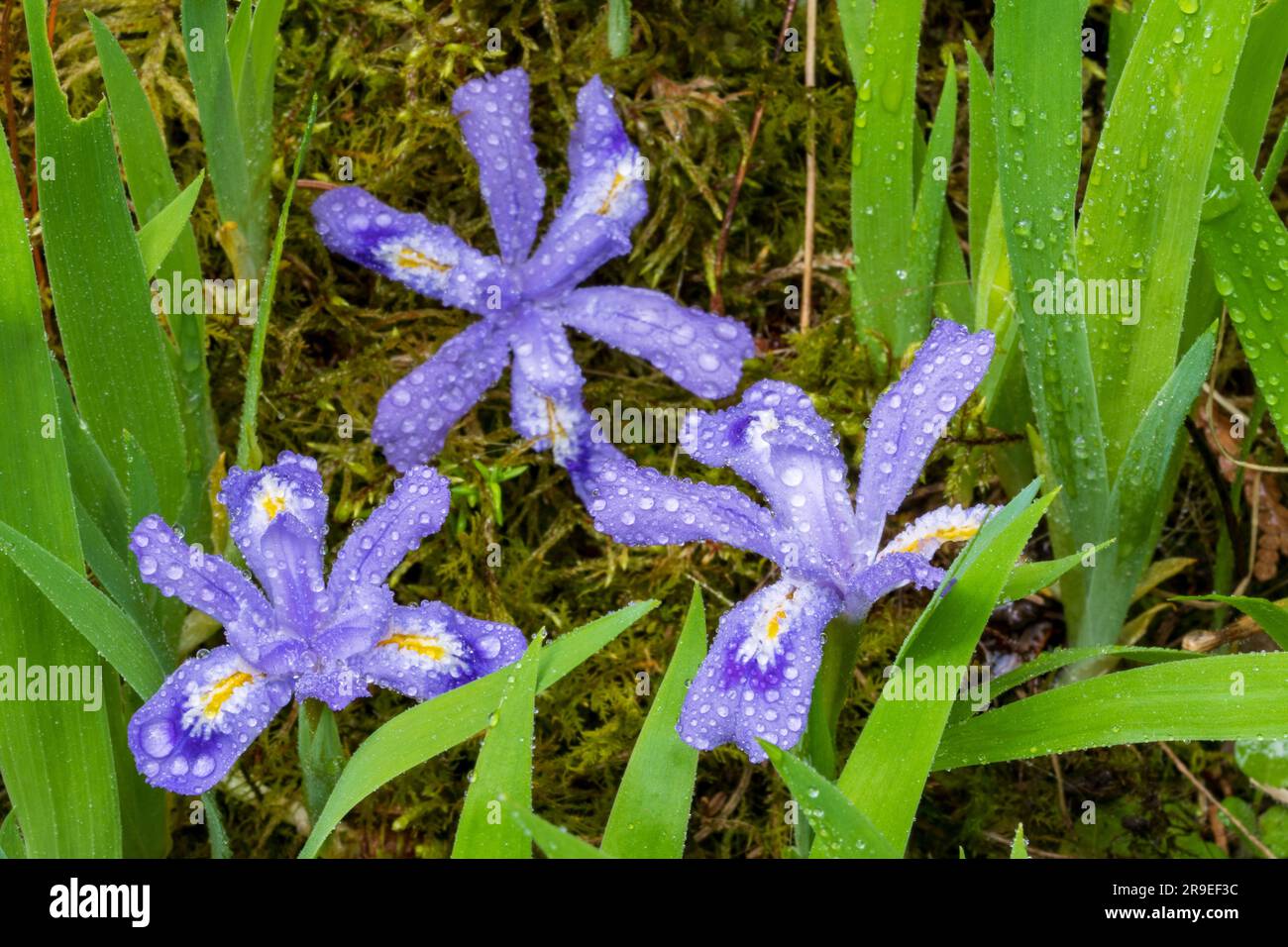 Dwarf Lake iris ( Iris Lacustris) Is a perennial plant native to the ...