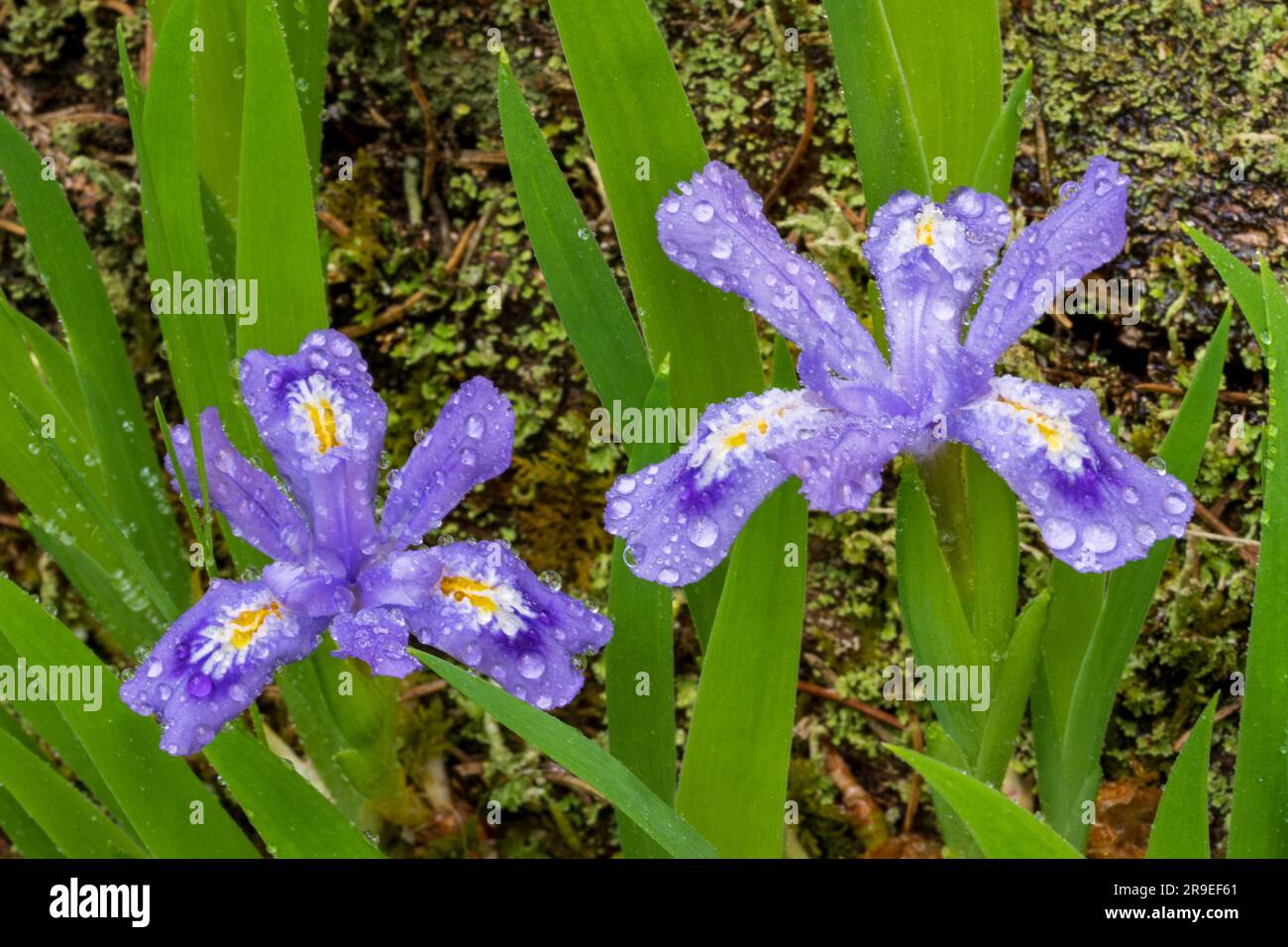 Dwarf Lake iris ( Iris Lacustris) Is a perennial plant native to the ...