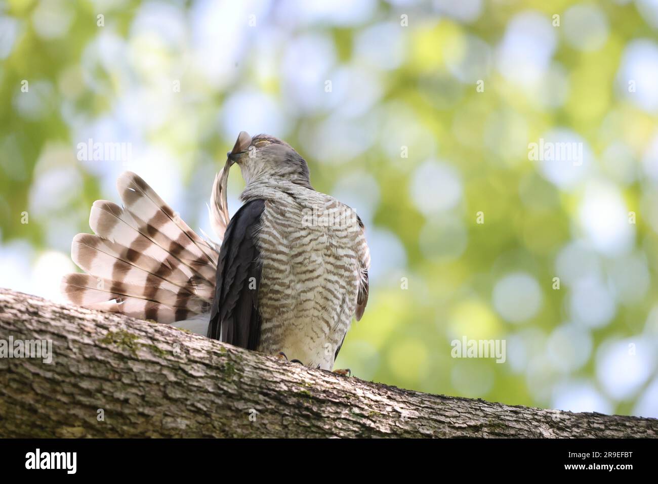 Japanese lesser sparrowhawk (Accipiter gularis) female in Japan Stock ...