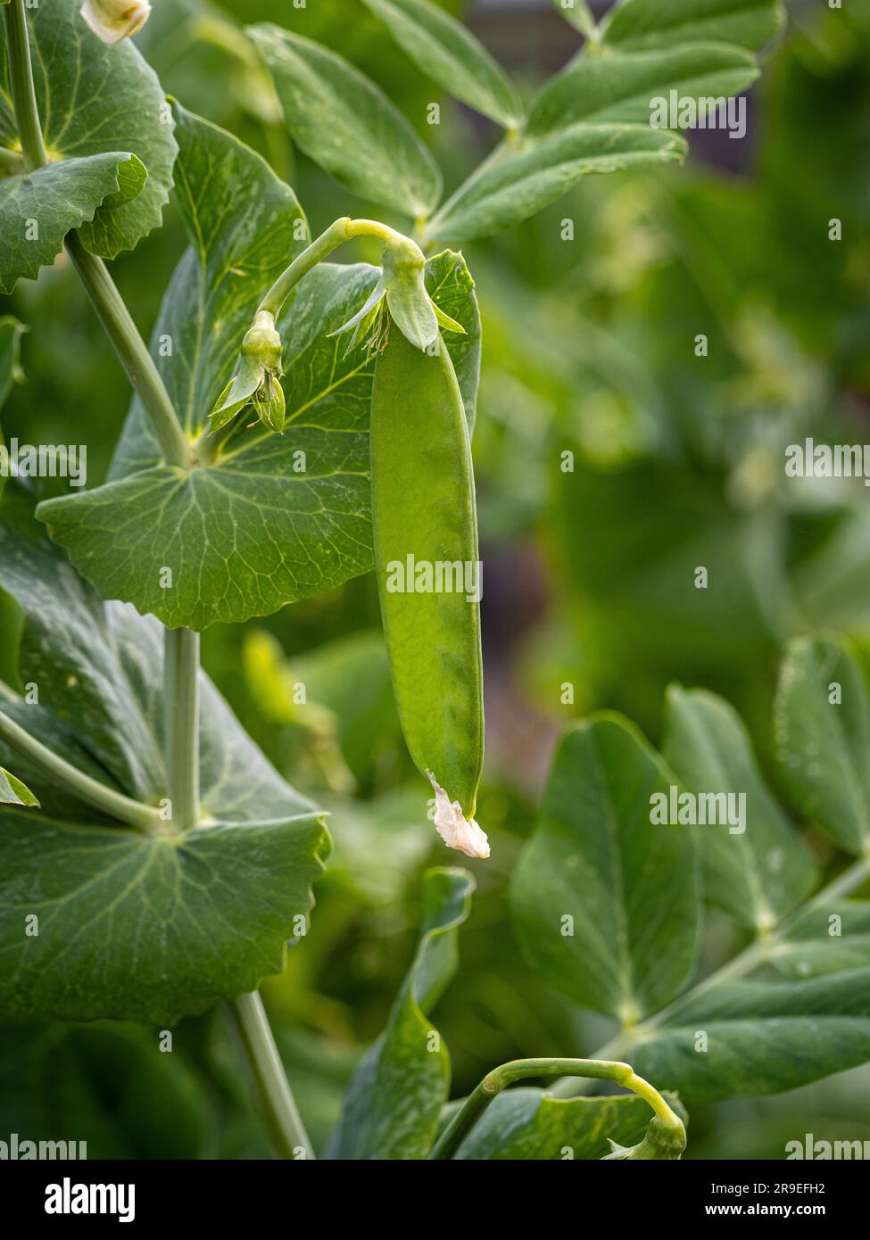 Pea plant growing uk hi-res stock photography and images - Alamy