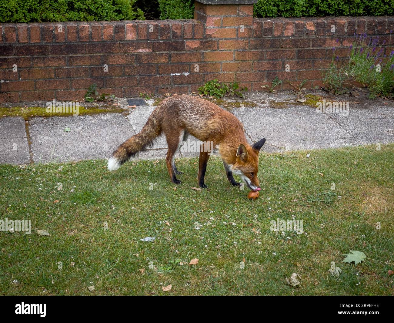 Urban fox licking a rotten apple in a UK street Stock Photo - Alamy