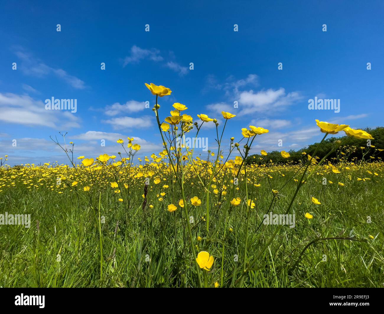 Shot from ground level looking up hi-res stock photography and images ...