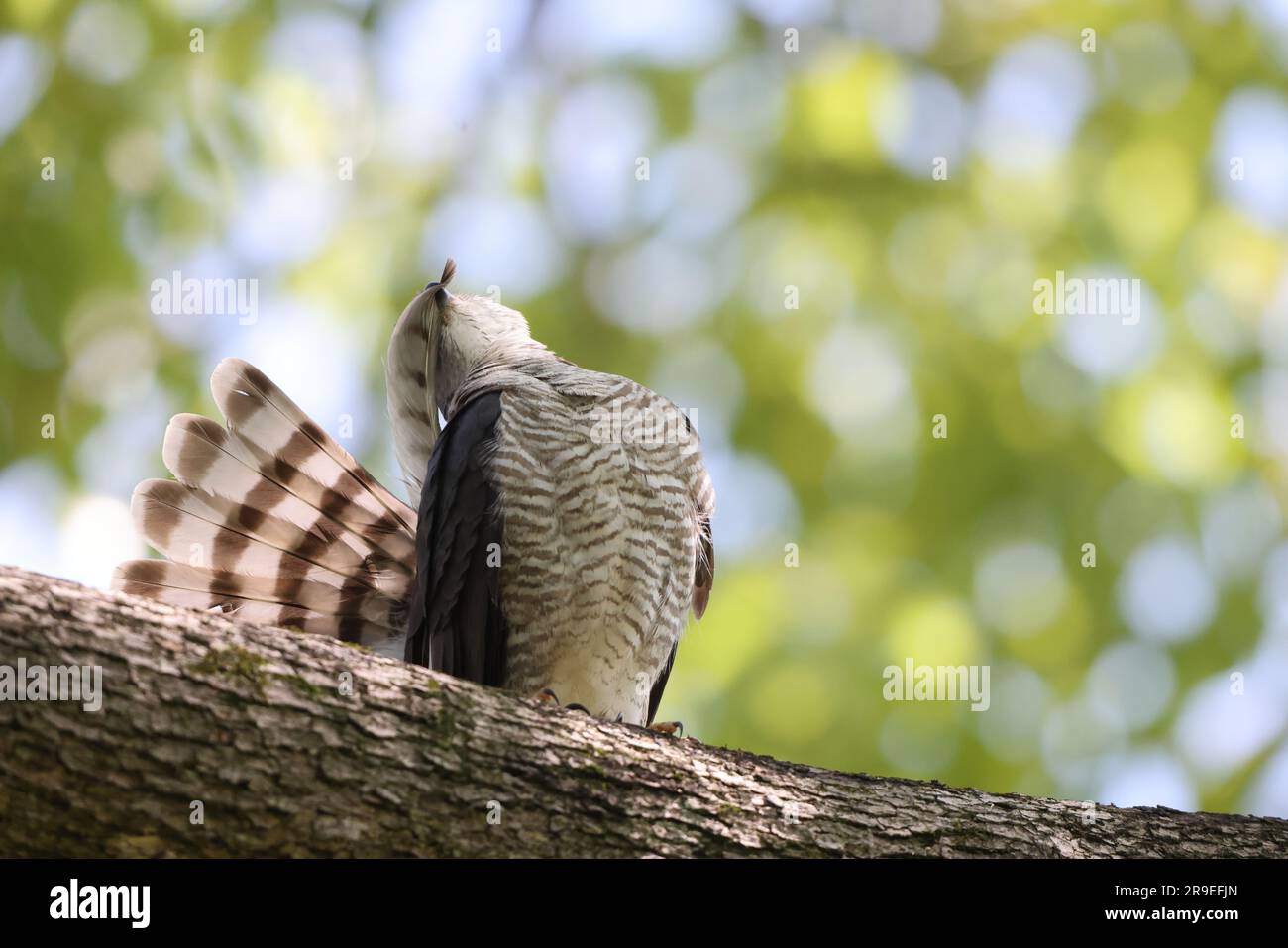 Japanese lesser sparrowhawk (Accipiter gularis) female in Japan Stock ...