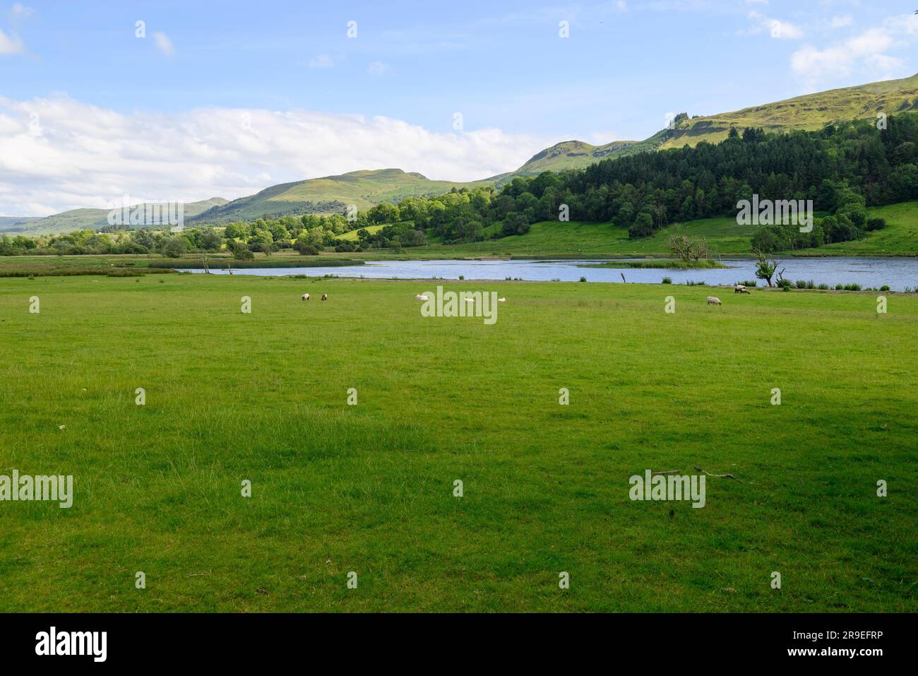 Glencar Lough, County Sligo, Ireland. Green field with sheep Stock ...