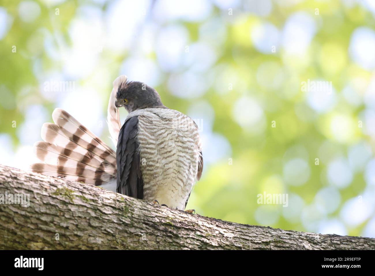 Japanese lesser sparrowhawk (Accipiter gularis) female in Japan Stock ...