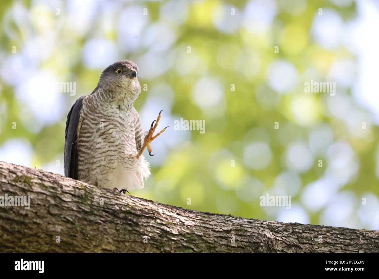 Japanese lesser sparrowhawk (Accipiter gularis) female in Japan Stock ...