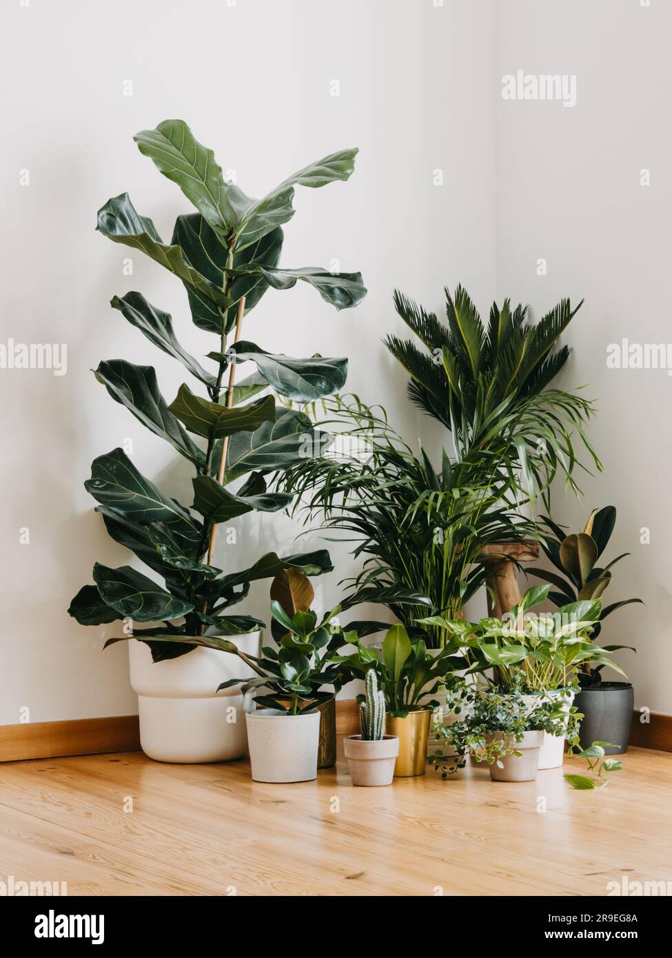 Stylish interior of with many different houseplants. Interior with ...
