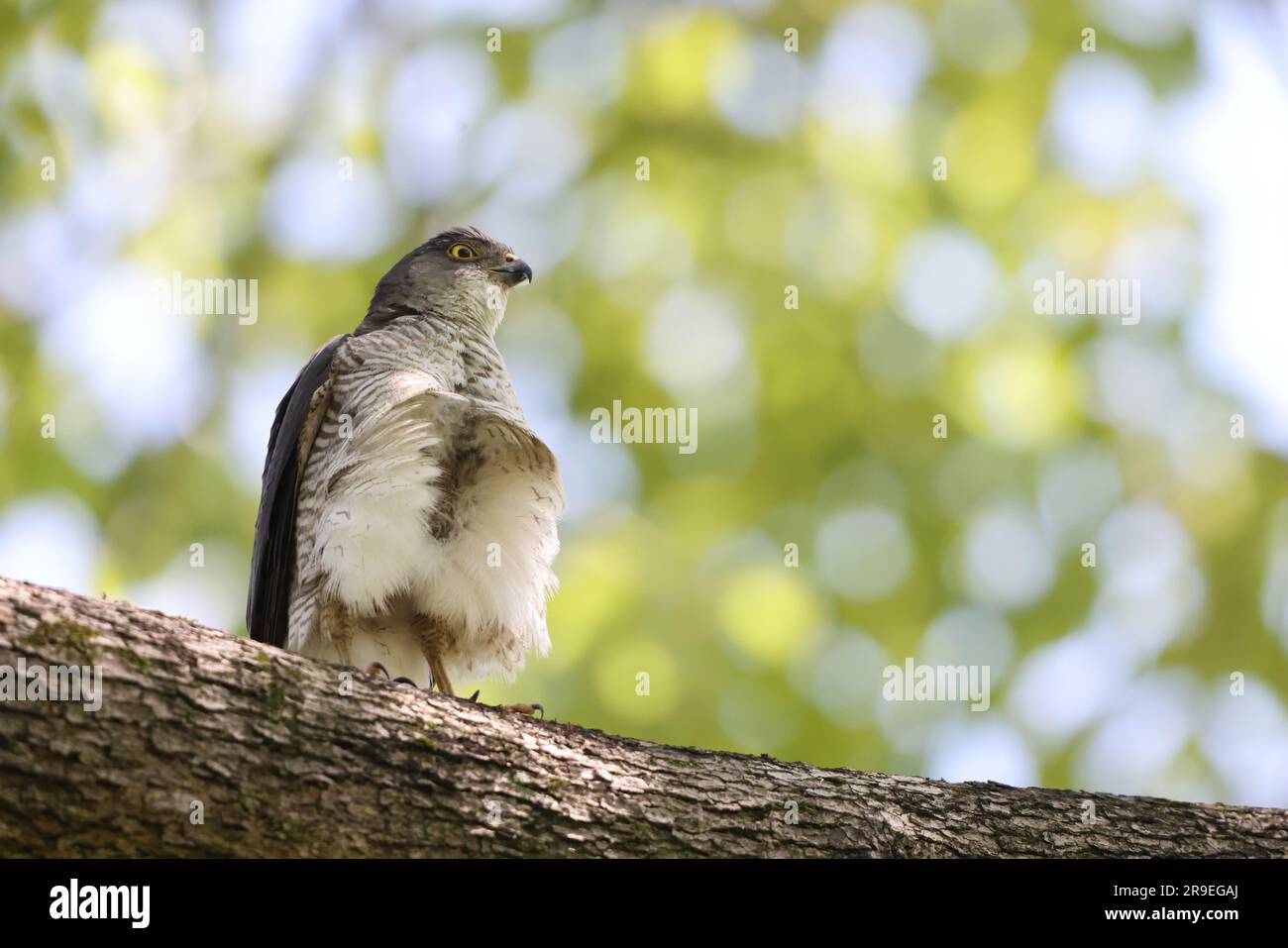 Japanese lesser sparrowhawk (Accipiter gularis) female in Japan Stock ...
