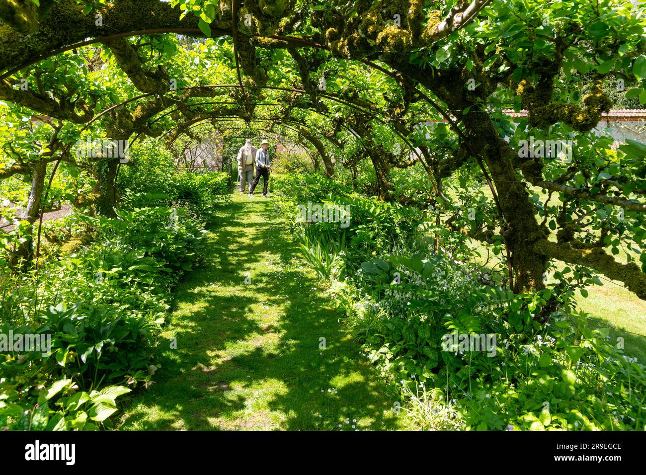 Apple tree tunnel Heale House and gardens, Middle Woodford, Salisbury ...