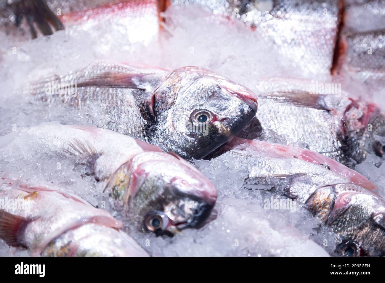 Showcase with chilled fish in grocery store, close up Stock Photo - Alamy