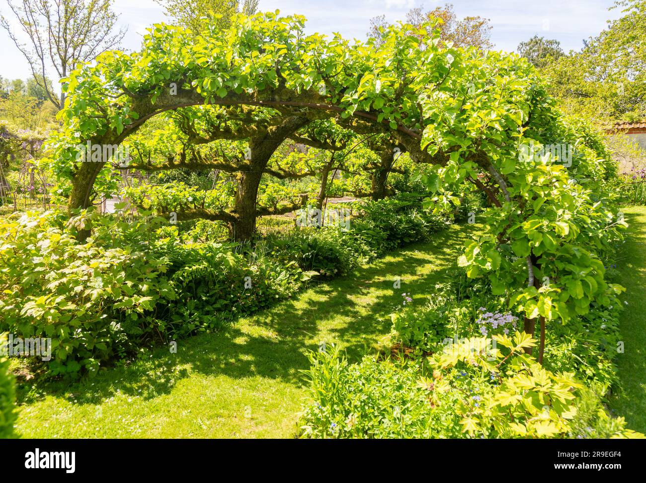 Apple tree tunnel Heale House and gardens, Middle Woodford, Salisbury ...