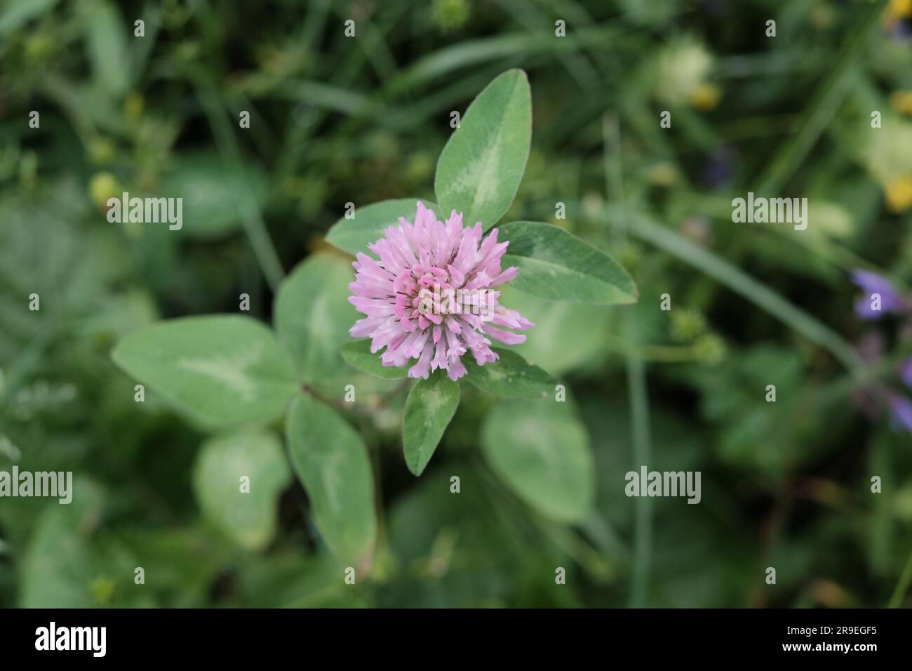 Clover brings luck and beauty, a vibrant symbol of St. Patrick's Day on ...