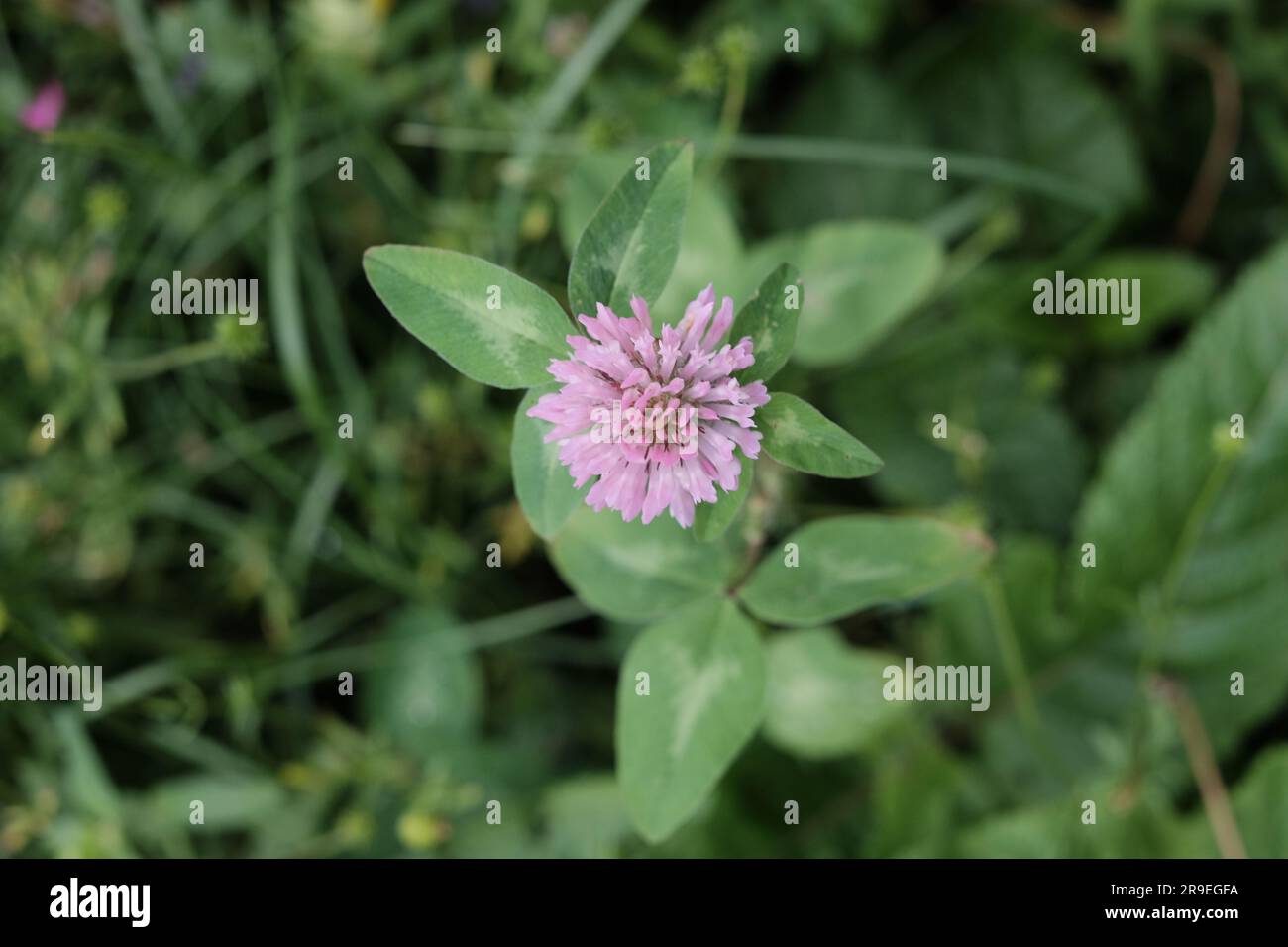 Clover brings luck and beauty, a vibrant symbol of St. Patrick's Day on ...