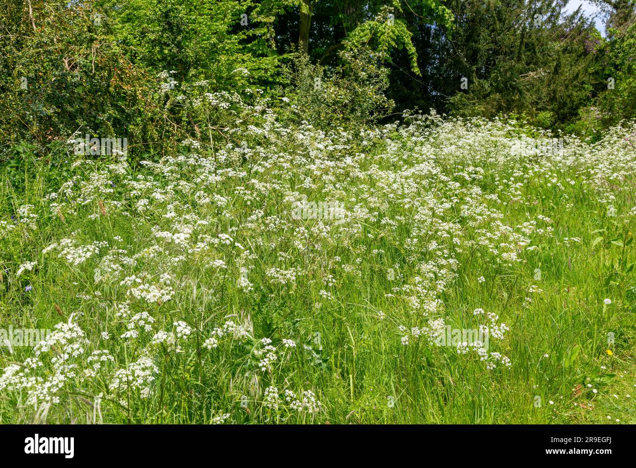 Cow parsley verge 'Anthriscus sylvestris', Heale House and gardens ...