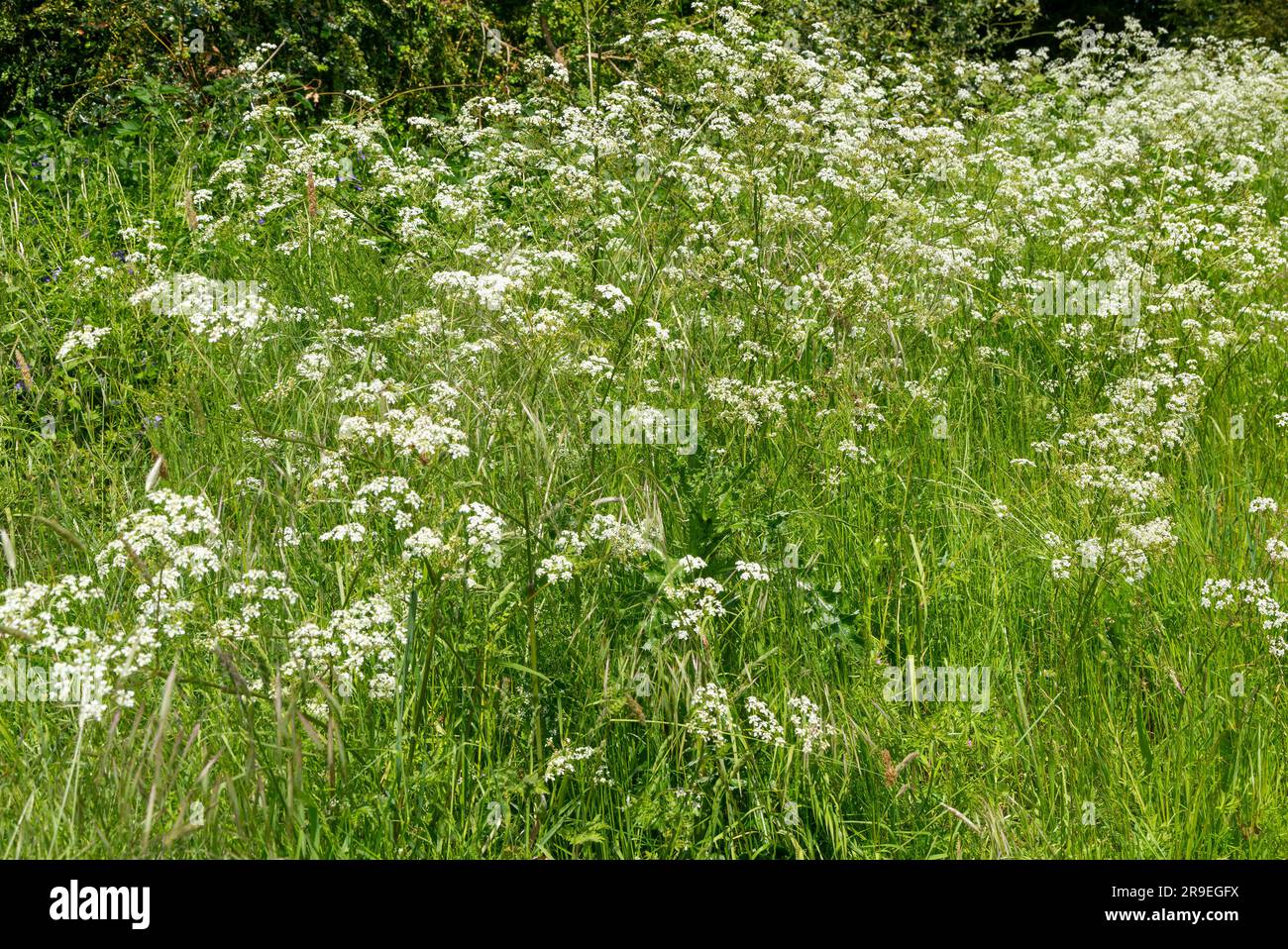 Cow parsley verge 'Anthriscus sylvestris', Heale House and gardens ...