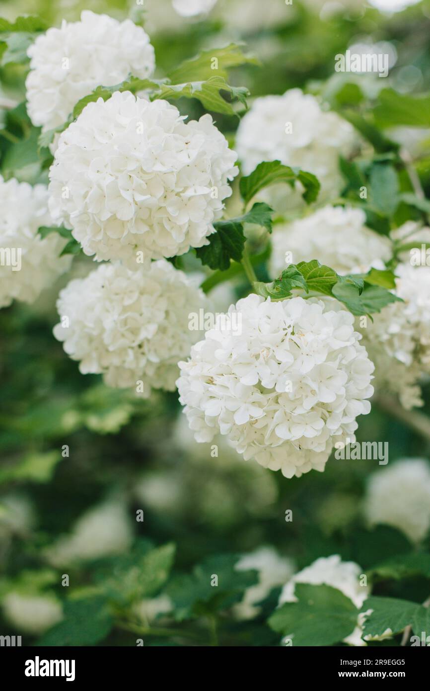 Beautiful branch with white flowers of Viburnum Boule de Neige Roseum ...