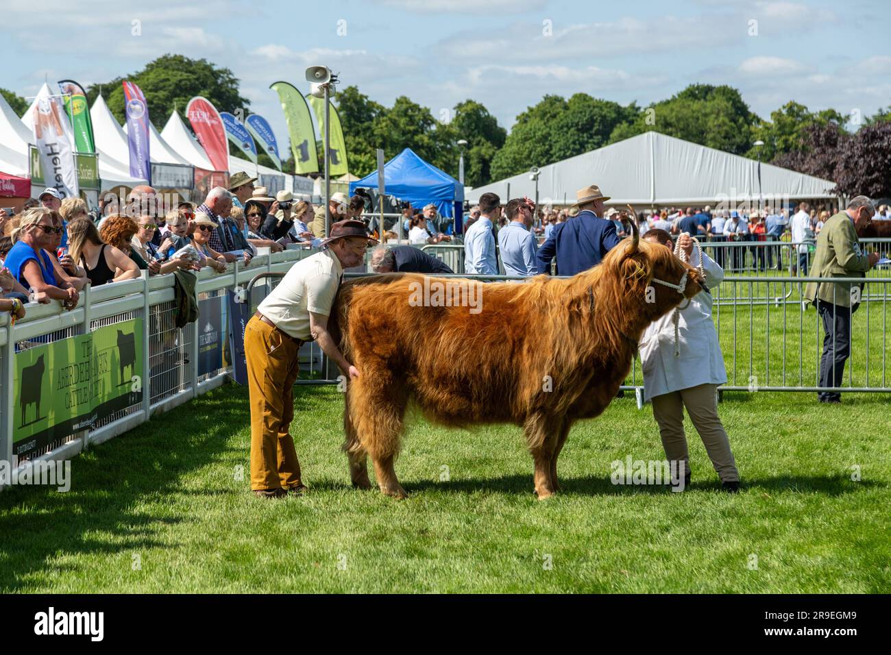 Cow is being judged at the royal highland show hi-res stock photography ...