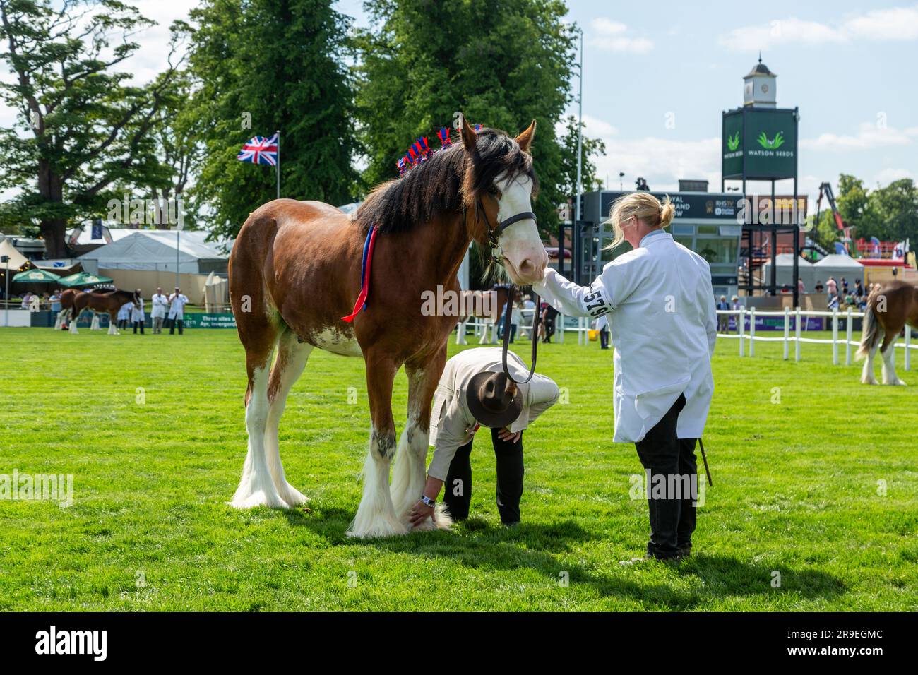 Shire horse being judged in the show ring at the Royal Highland Show ...