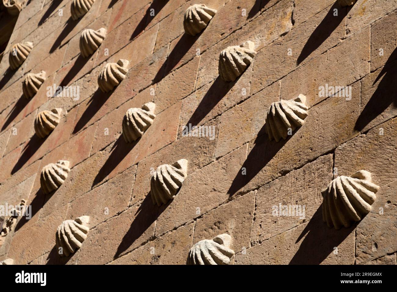 Sandstone surface with sea shell carvings, ancient wall texture detail ...