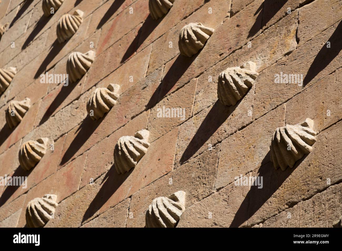Sandstone surface with sea shell carvings, ancient wall texture detail ...