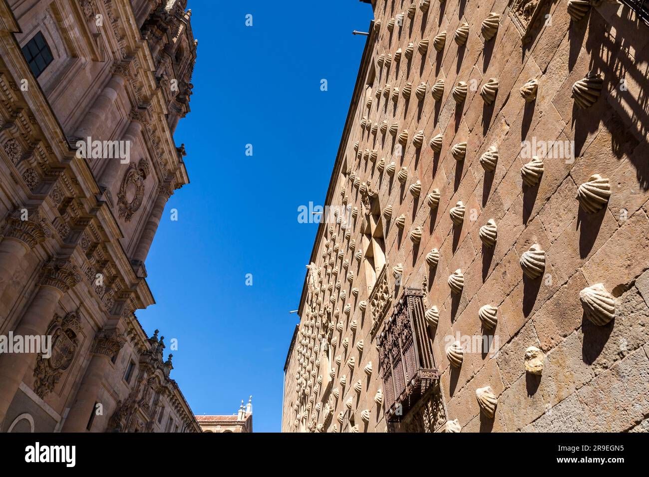 Sandstone surface with sea shell carvings, ancient wall texture detail ...