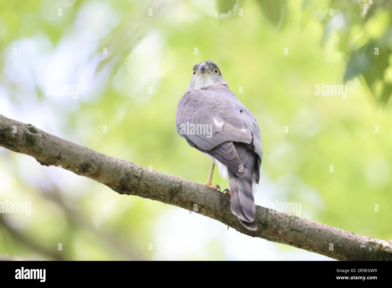Japanese lesser sparrowhawk (Accipiter gularis) female in Japan Stock ...