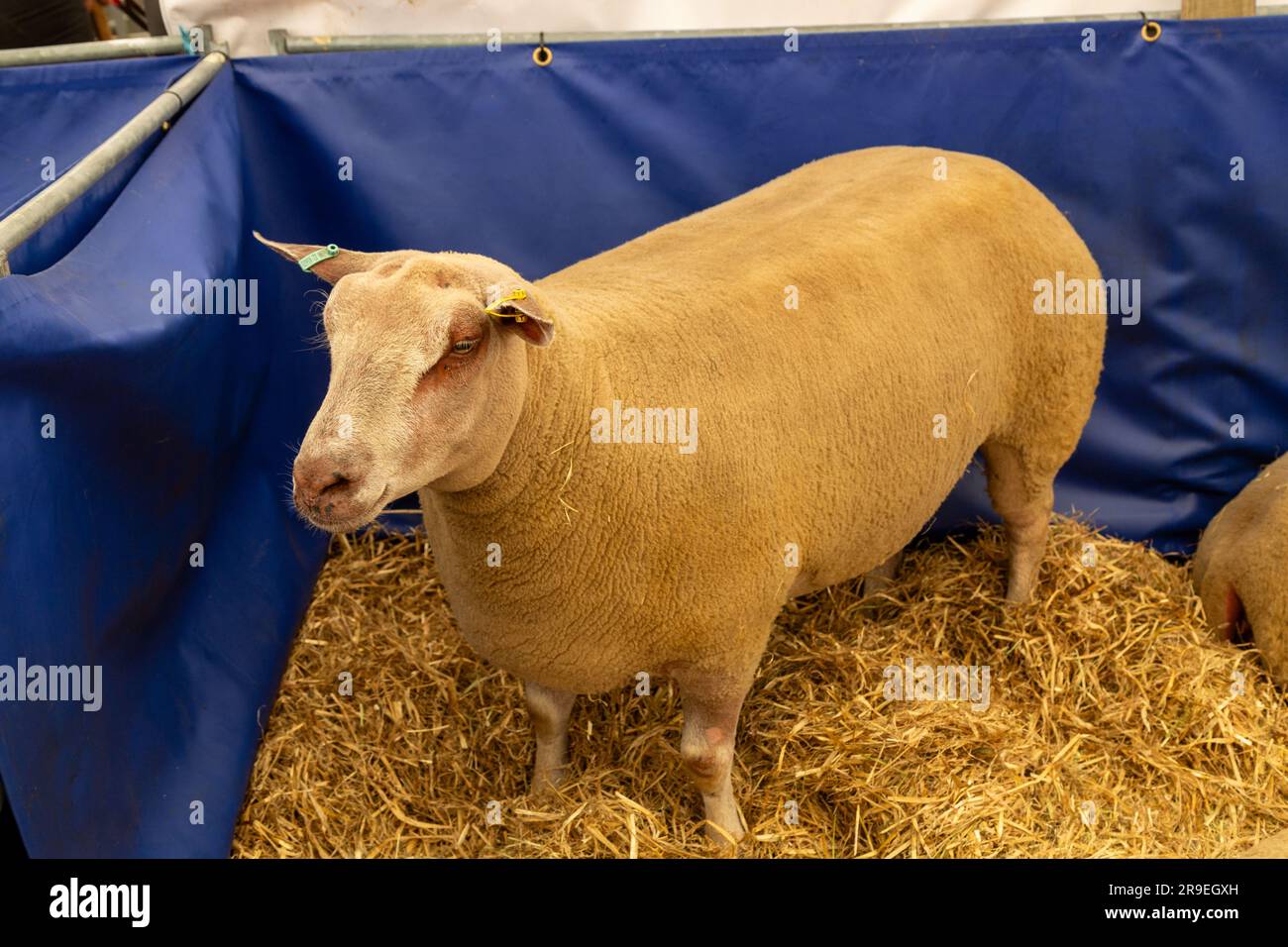 Charollais sheep hi-res stock photography and images - Alamy