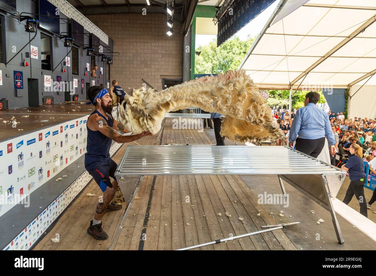 wool handling competition at the Royal Highland Show, Scotland Stock ...