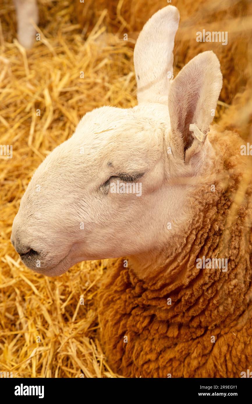 Border leicester sheep hi-res stock photography and images - Alamy