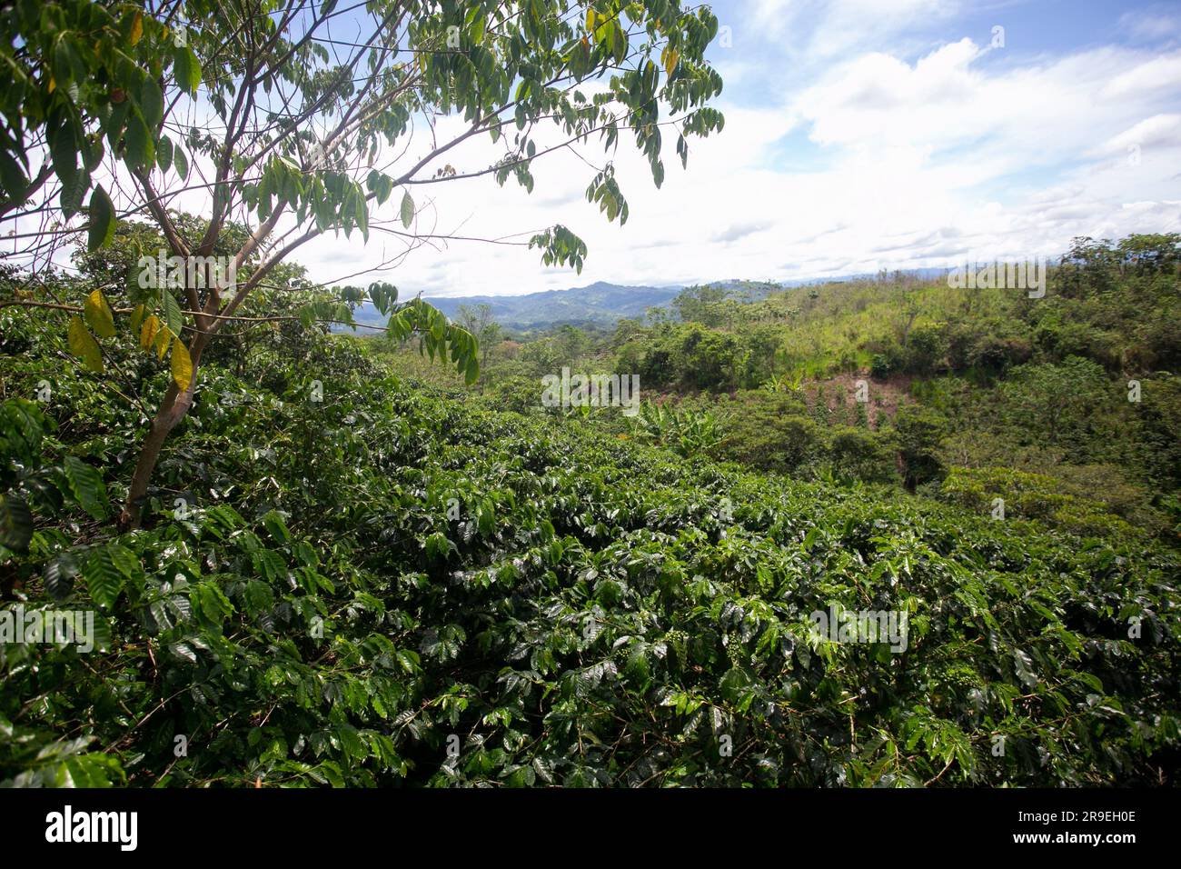 Coffee plantation in Moyobamba region in the Peruvian jungle Stock ...