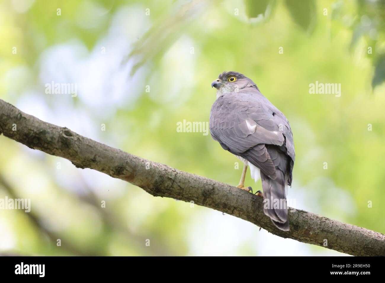 Japanese lesser sparrowhawk (Accipiter gularis) female in Japan Stock ...