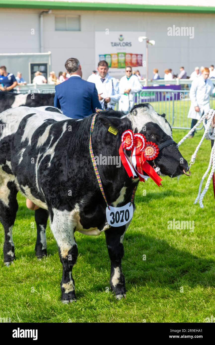A bull being judged in a show ring at the Royal Highland Show, Scotland ...