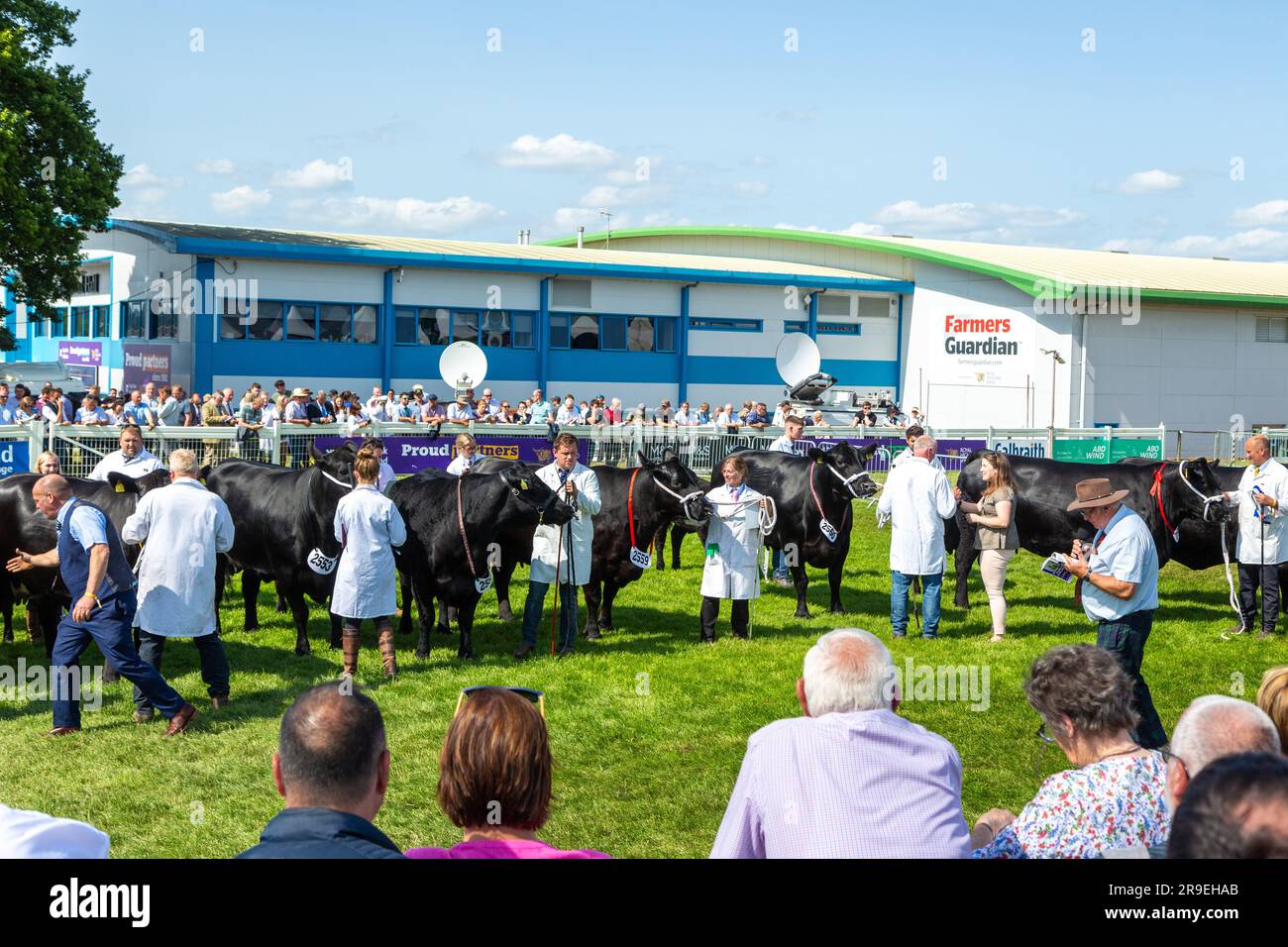 cattle being shown at the Royal Highland Show, Scotland Stock Photo - Alamy