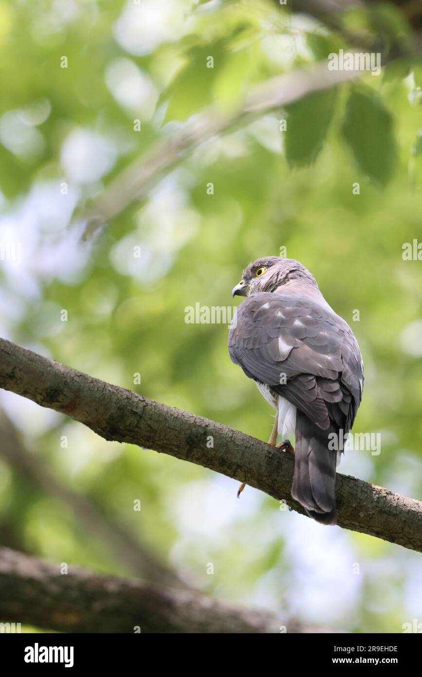 Japanese lesser sparrowhawk (Accipiter gularis) female in Japan Stock ...