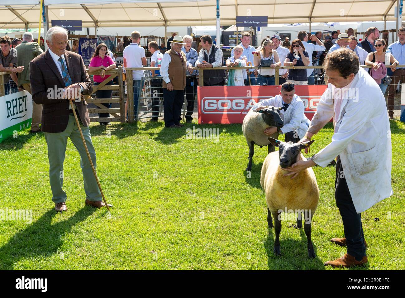 Sheep judging at the Royal Highland Show, Edinburgh, Scotland Stock ...