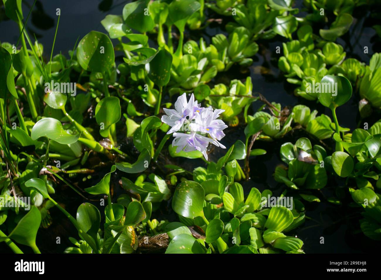 Aquatic plants on Cuipari Lake in Peruvian Jungle. The "huama" (Pistia ...